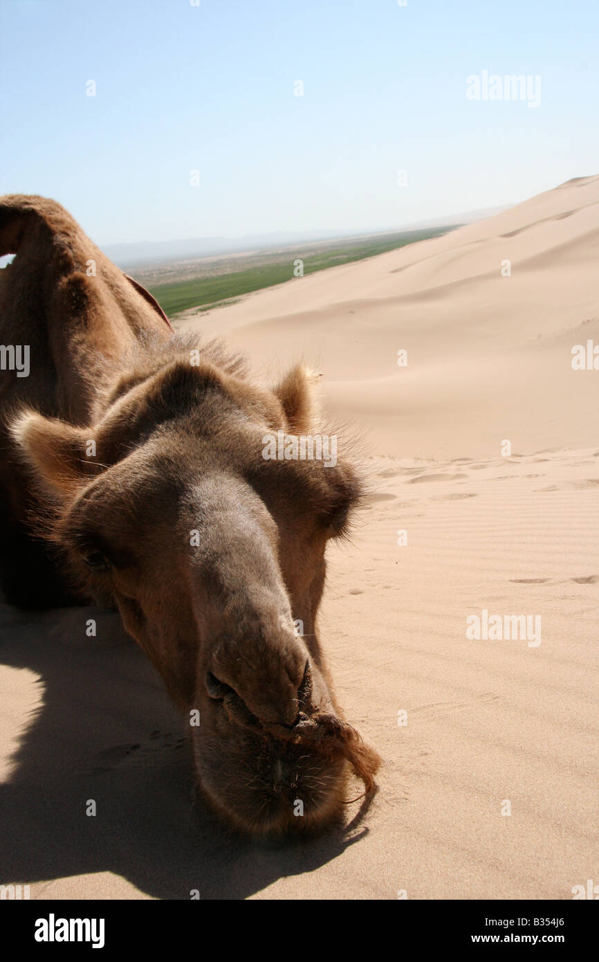 Tired camel hi-res stock photography and images - Alamy