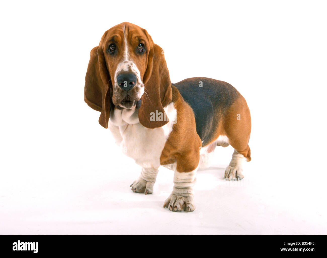 Bassets dog hi-res stock photography and images - Alamy