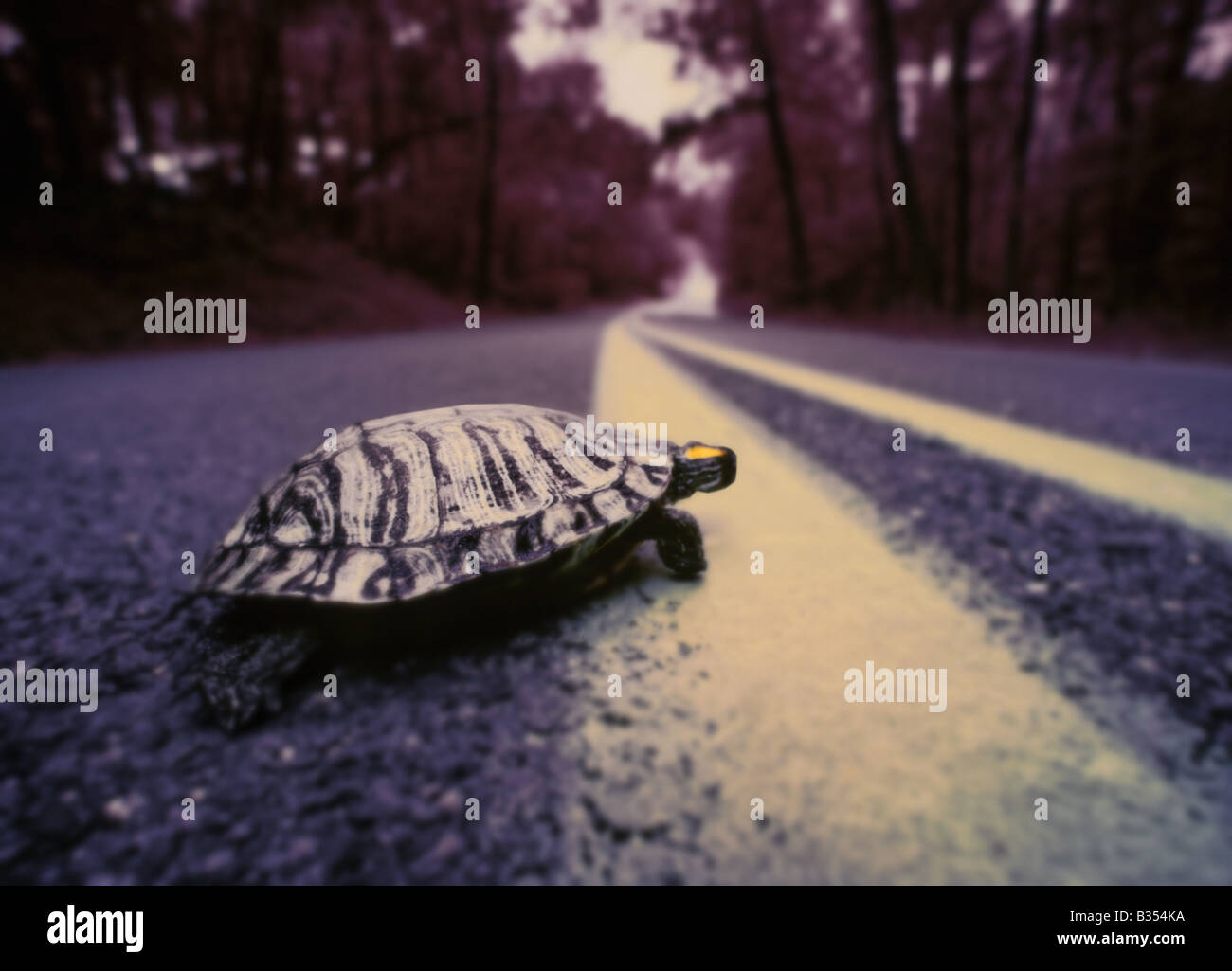 Tortoise turtle crossing yellow road hi-res stock photography and ...