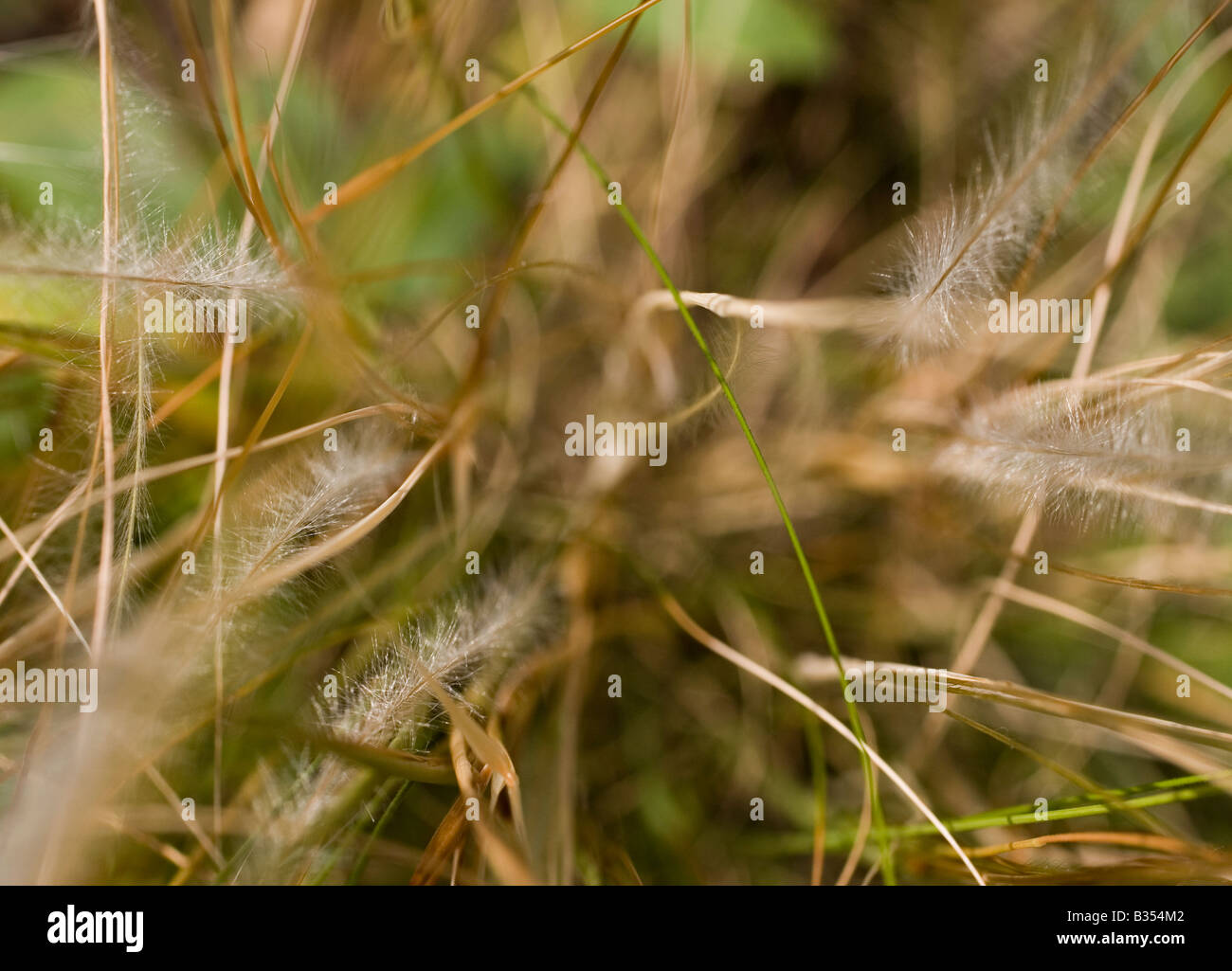 Grass abstract concept Stock Photo - Alamy
