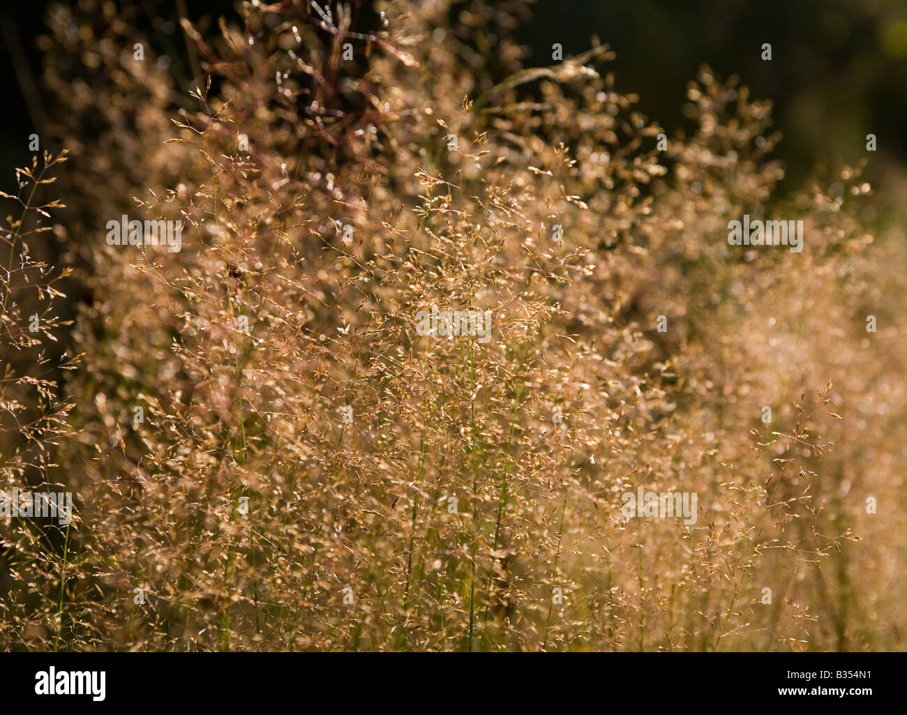 Crossed grass stems hi-res stock photography and images - Alamy