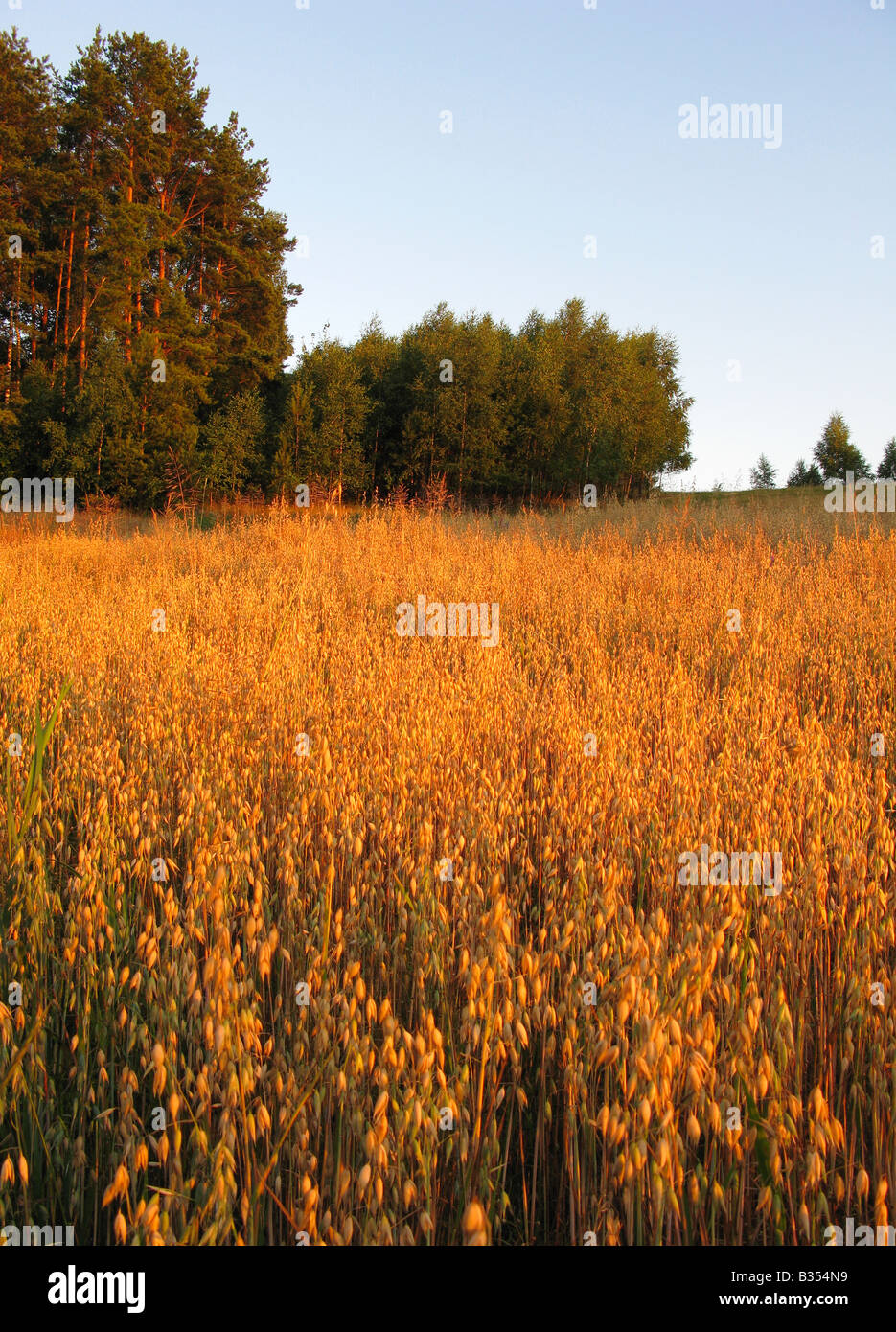 Poland agriculture hi-res stock photography and images - Alamy