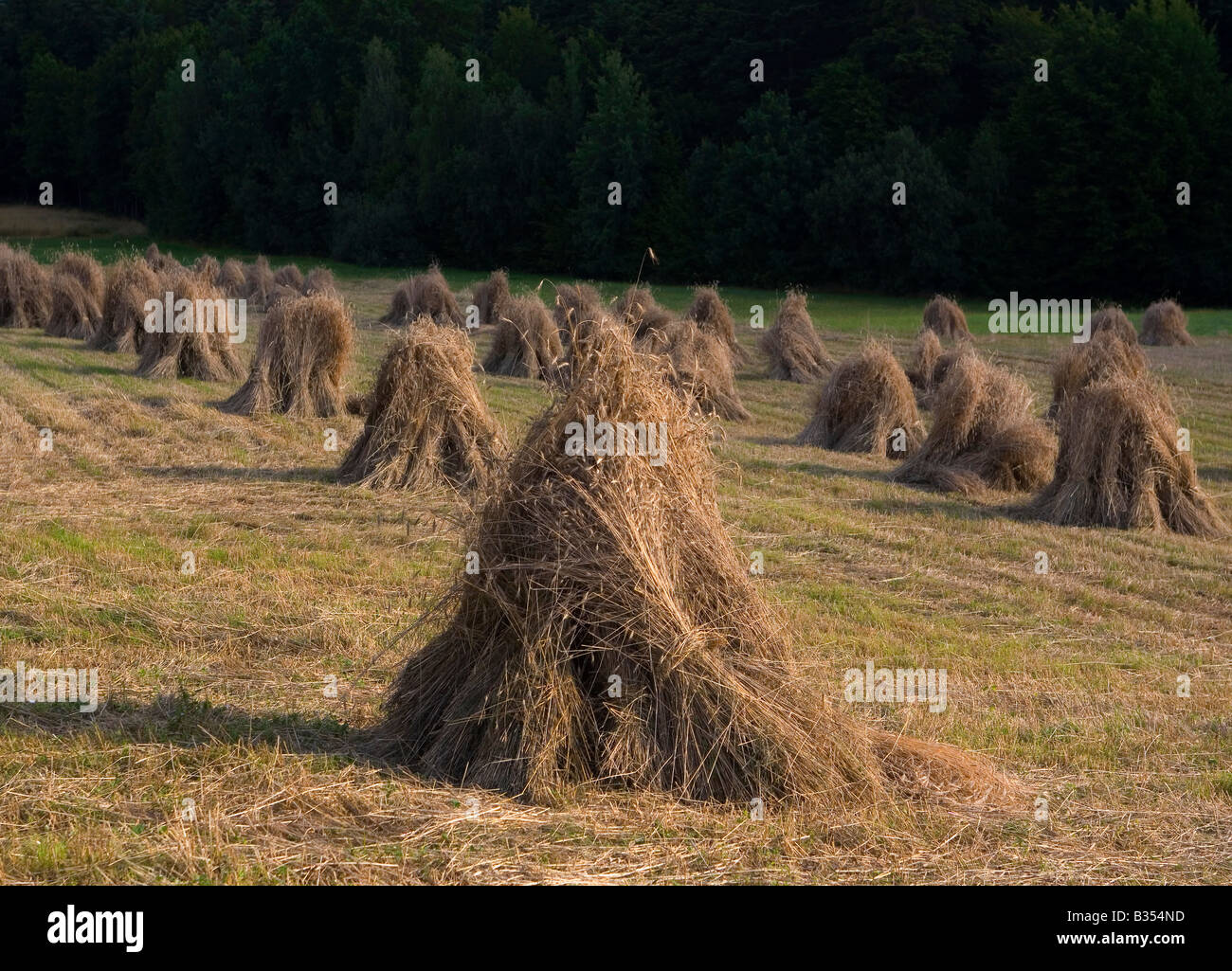 Field wheat sheats Stock Photo - Alamy
