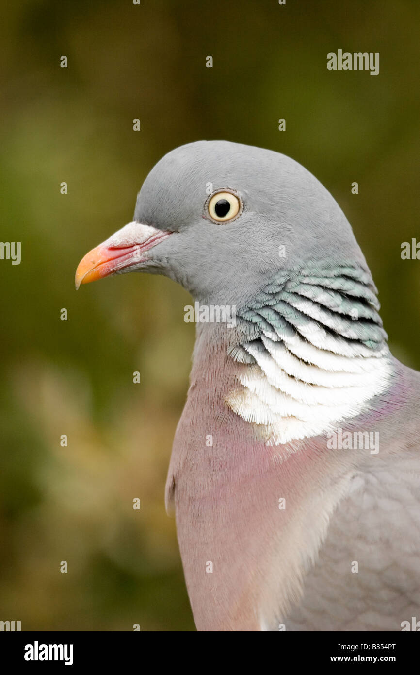Portrait of Wood Pigeon, England, UK Stock Photo - Alamy