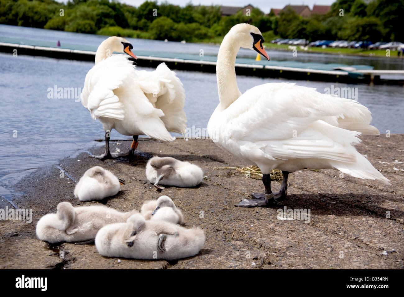 Single swans hi-res stock photography and images - Alamy