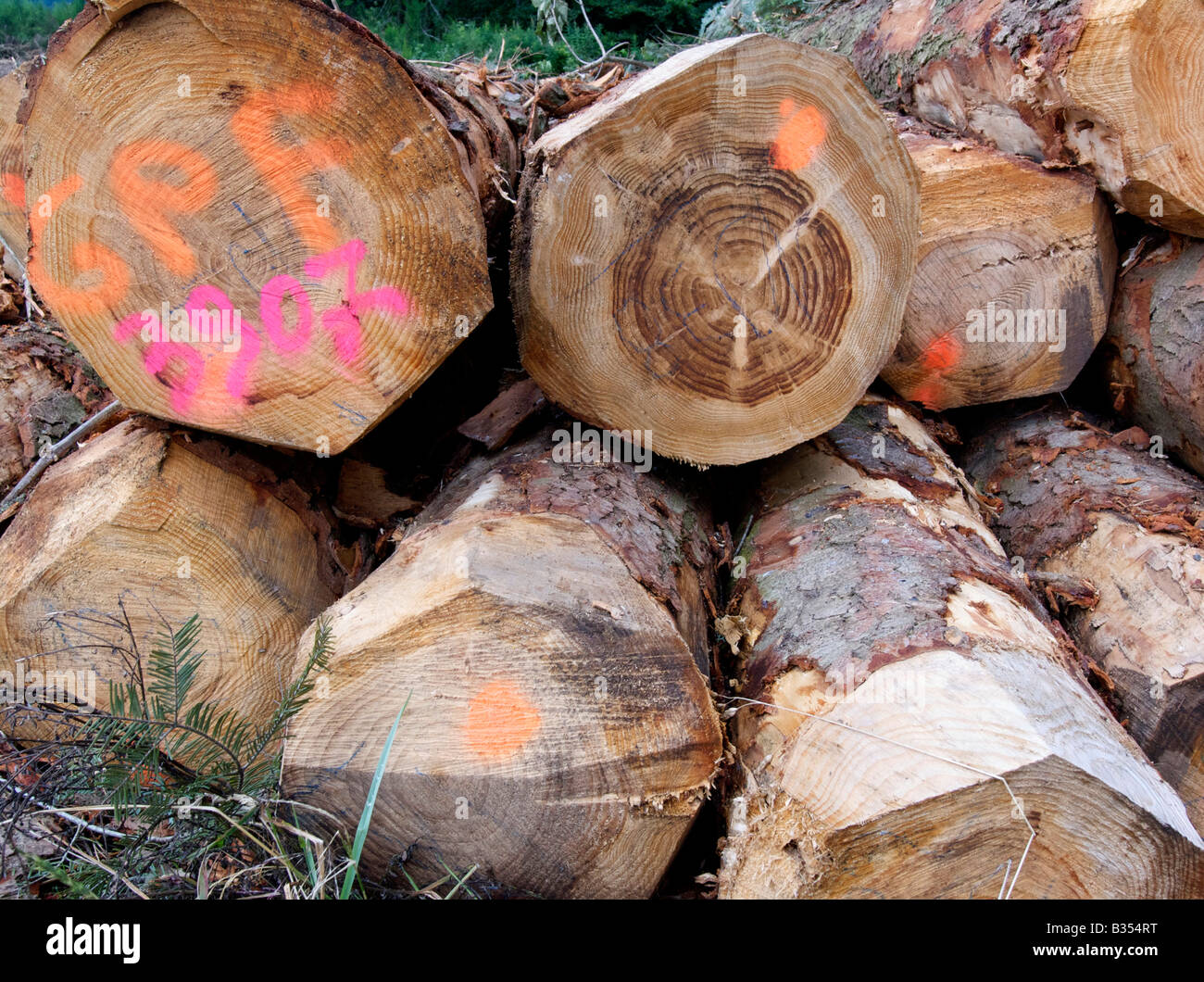 Stack of wood logs Stock Photo - Alamy