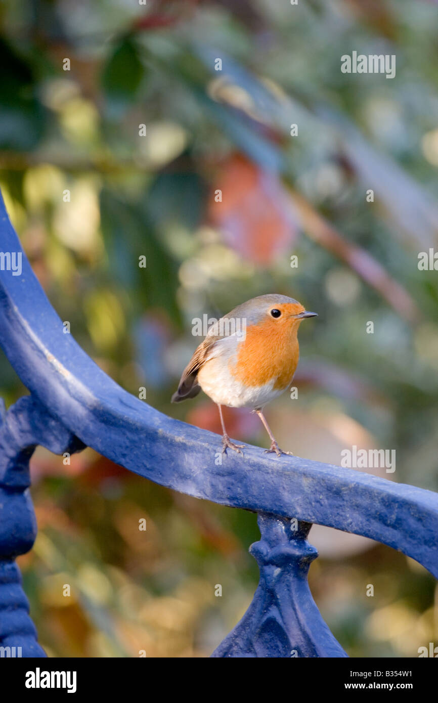 British garden birds blue hi-res stock photography and images - Alamy