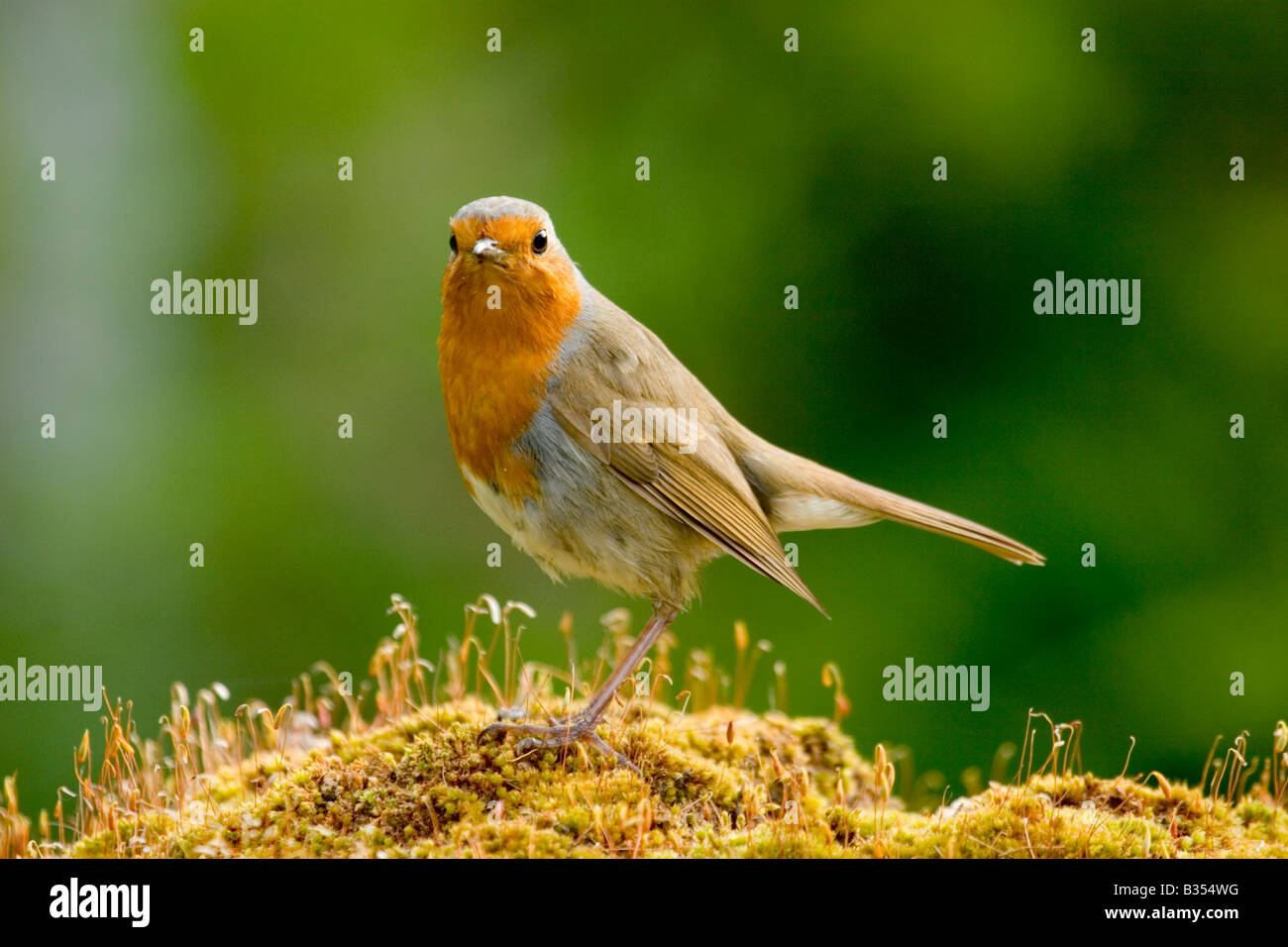 Robins british isles hi-res stock photography and images - Alamy
