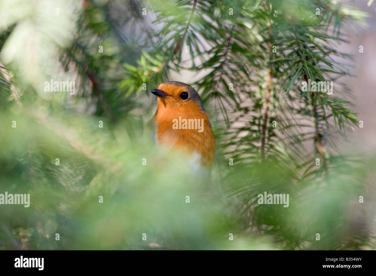 Robin in pine tree England UK Stock Photo - Alamy