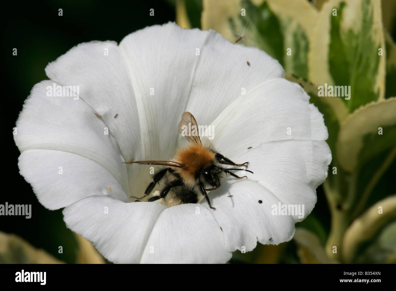 Bind weed flower hi-res stock photography and images - Alamy