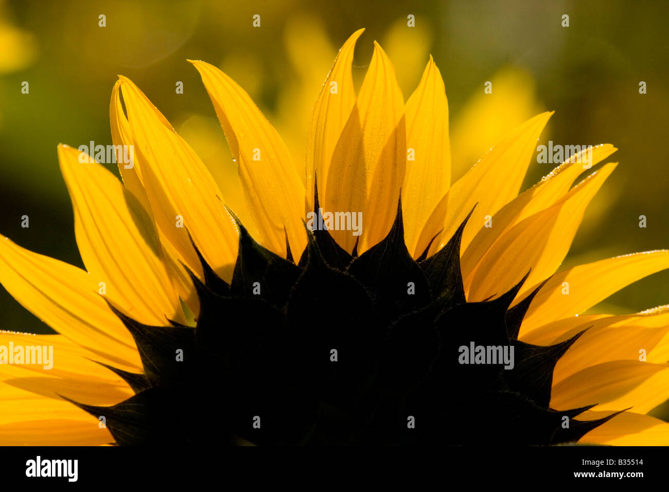 Sunflower in summer sunshine, England UK Stock Photo - Alamy