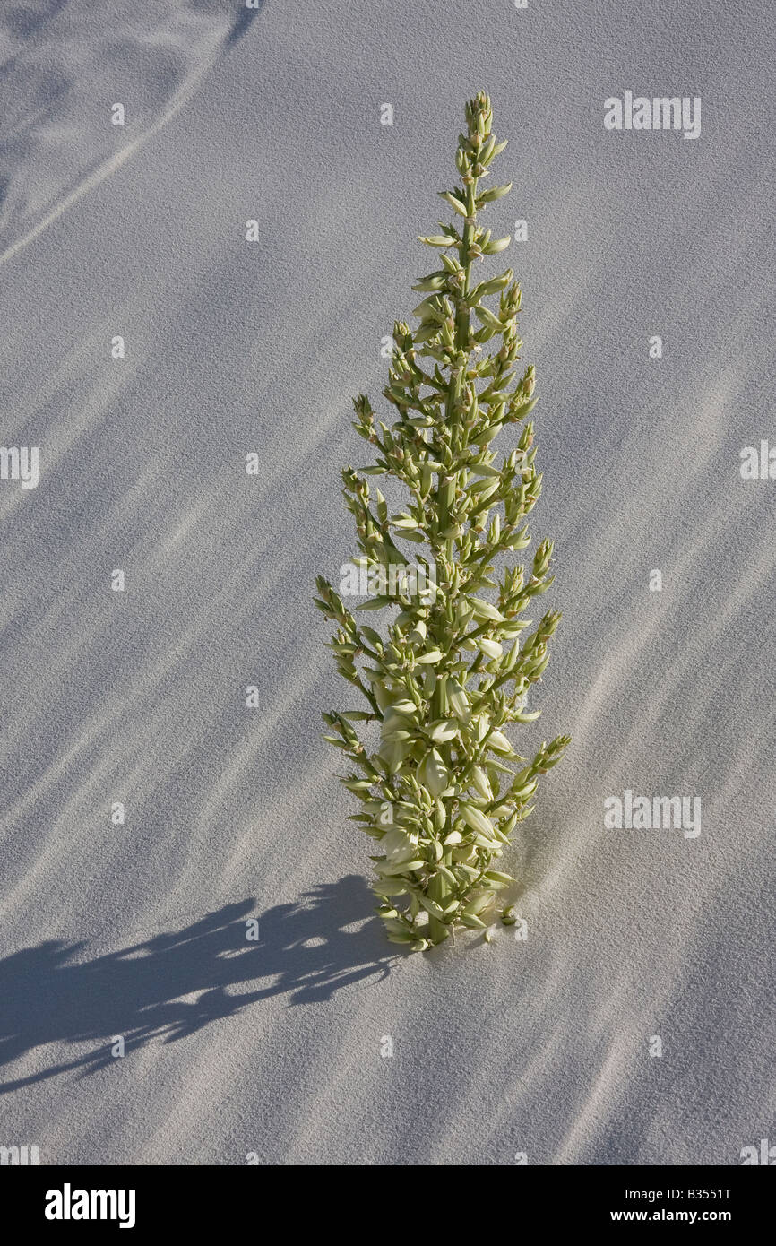 Yucca flower spike emerging from sand Stock Photo - Alamy