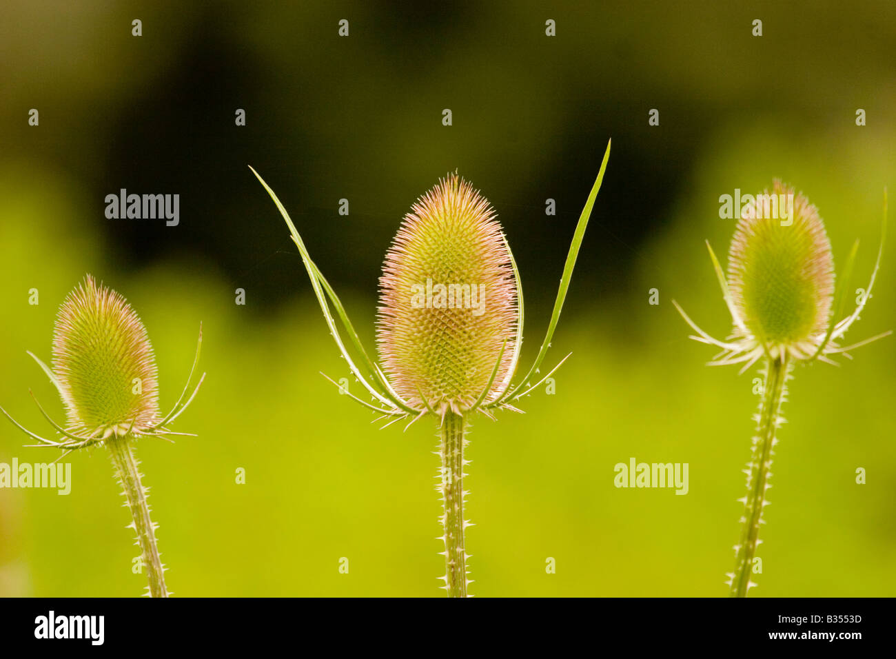 Teasels in sunshine, England, UK Stock Photo - Alamy