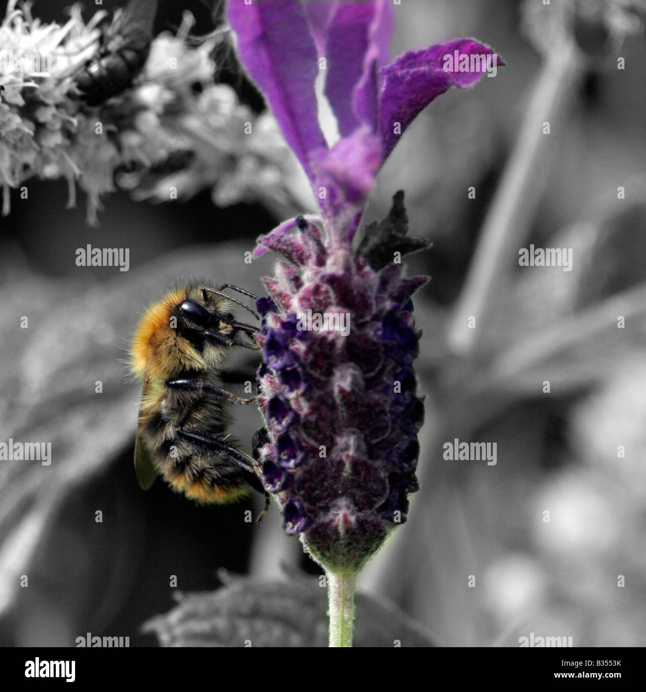 Bumblebee landed on flower hi-res stock photography and images - Alamy