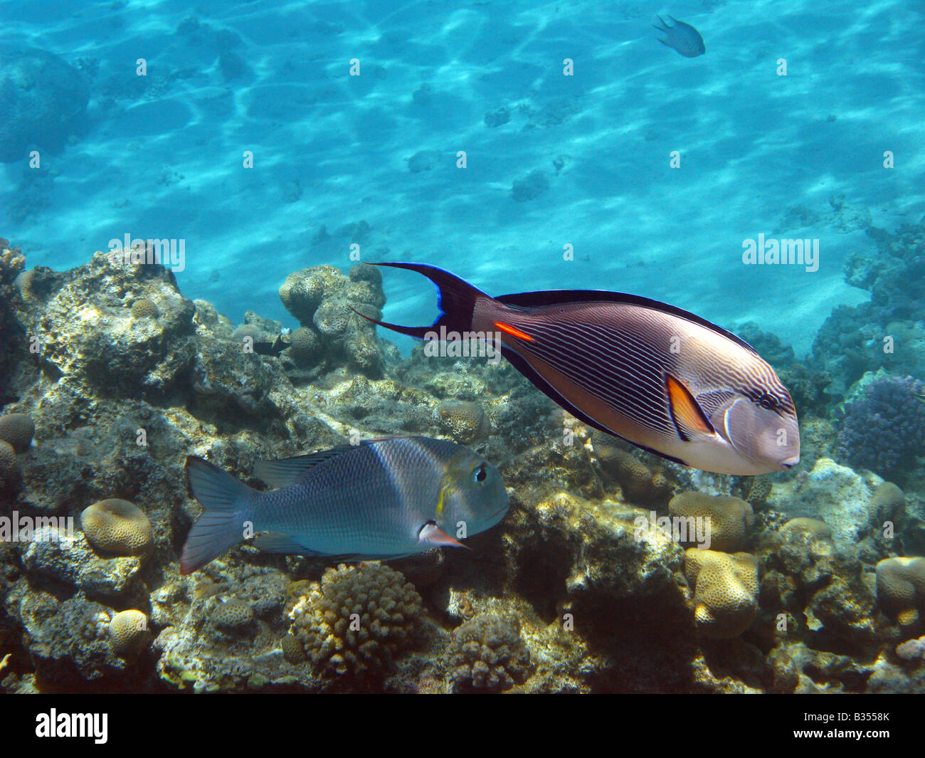 Surgeonfish hi-res stock photography and images - Alamy