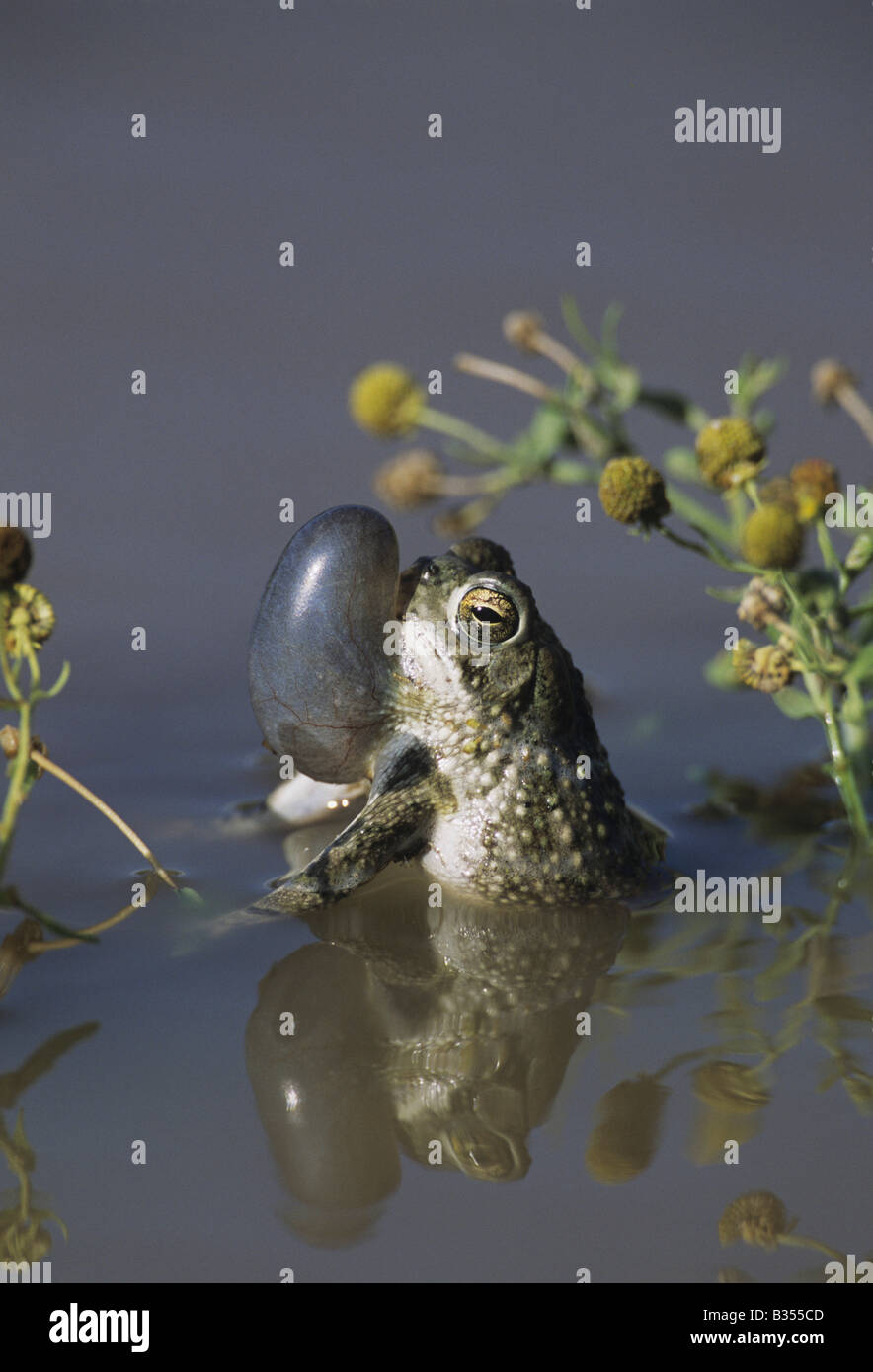 Texas Toad Bufo speciosus male calling sac inflated Starr County Rio ...