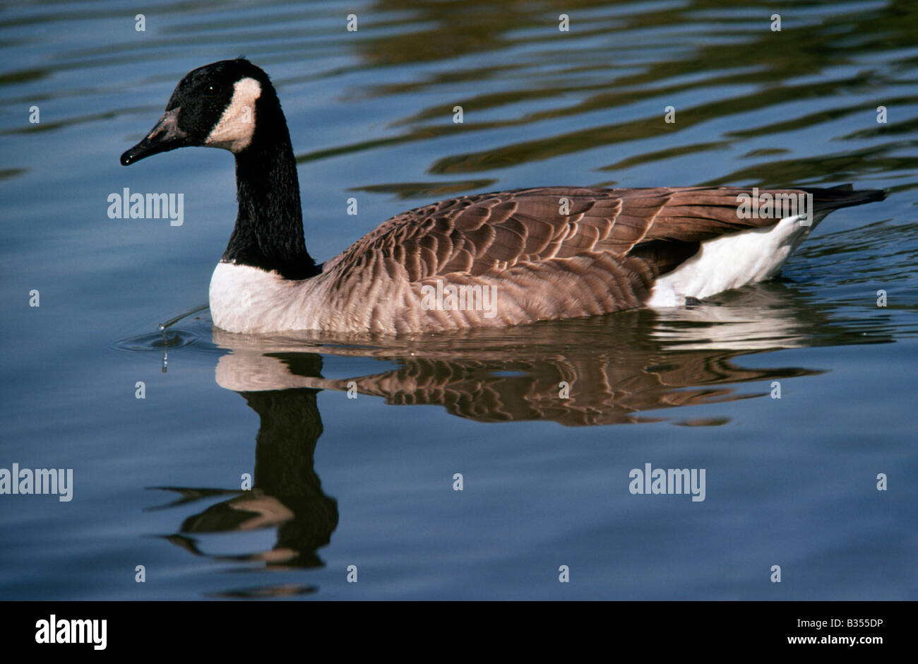 Canadian bird hi-res stock photography and images - Alamy