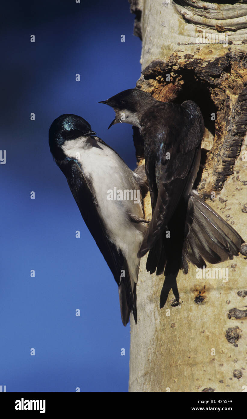 Tree Swallow Tachycineta bicolor pair at nesting cavity in aspen tree ...