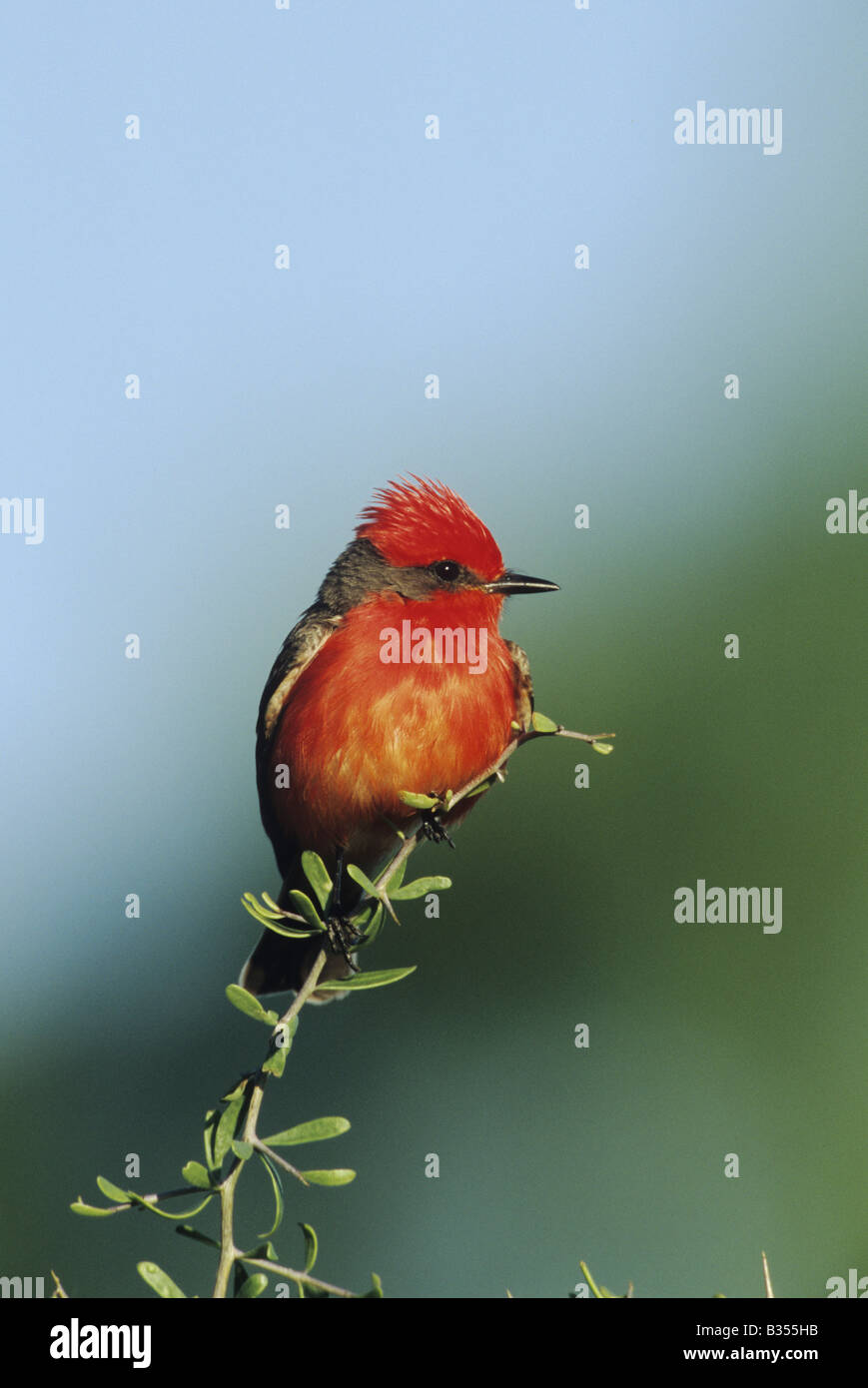 Vermillion Flycatcher Pyrocephalus rubinus male Starr County Rio Grande ...