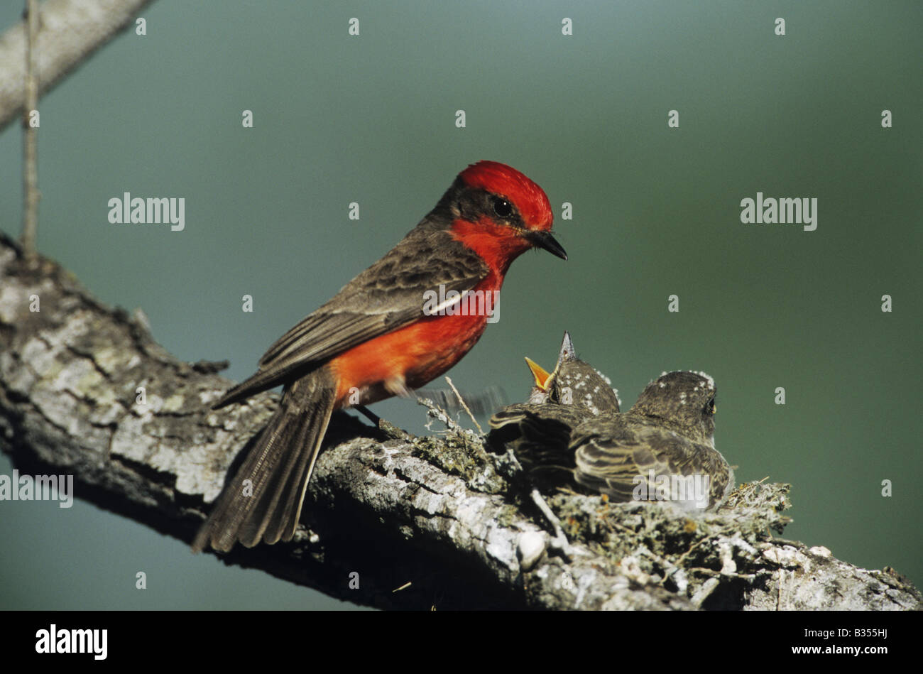 Vermillion Flycatcher Pyrocephalus rubinus male with young at nest ...