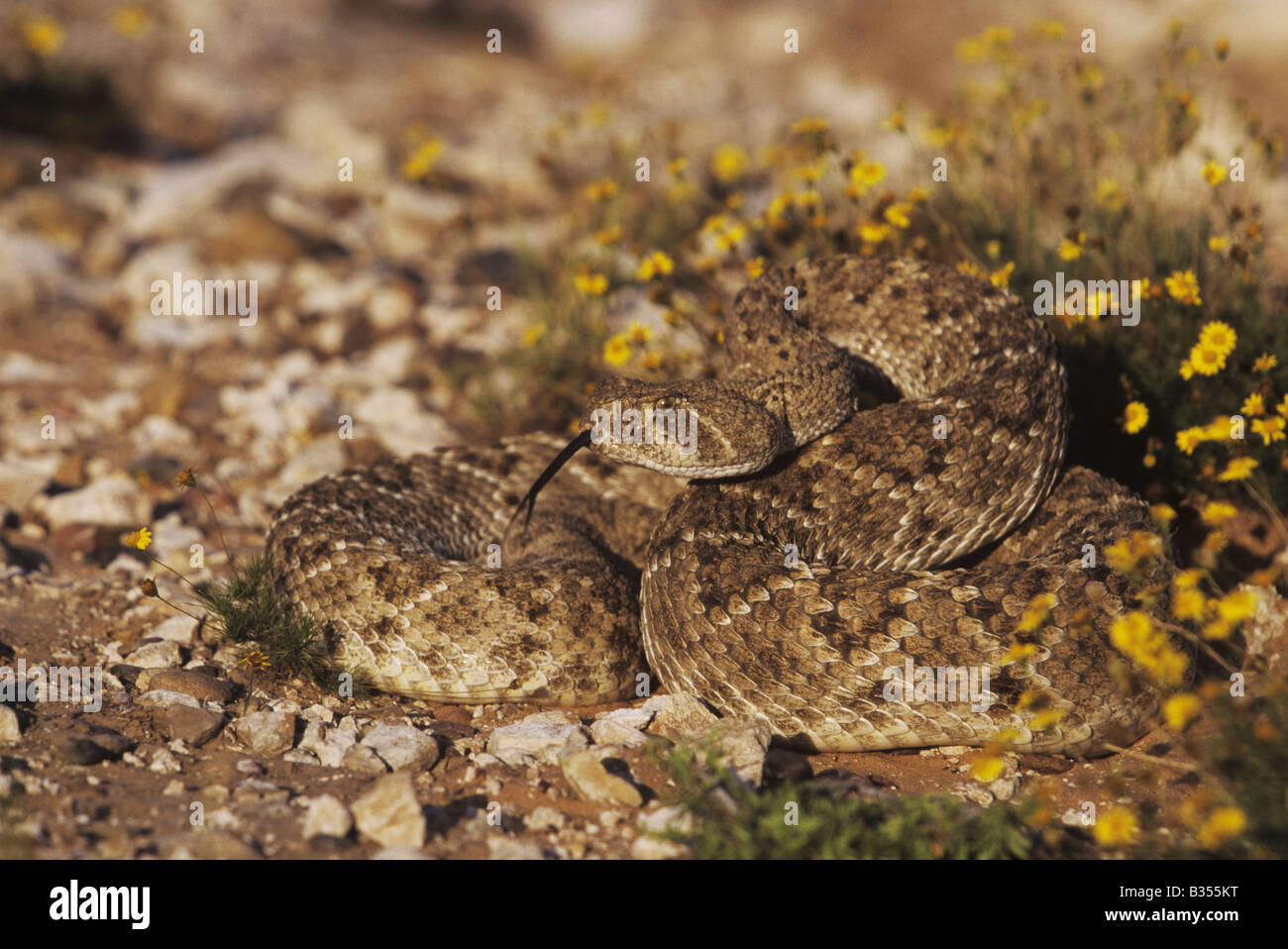 Western Diamondback Rattlesnake Crotalus atrox adult in defense pose ...