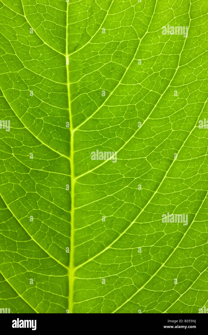 Close up of a leaf showing veins Stock Photo - Alamy
