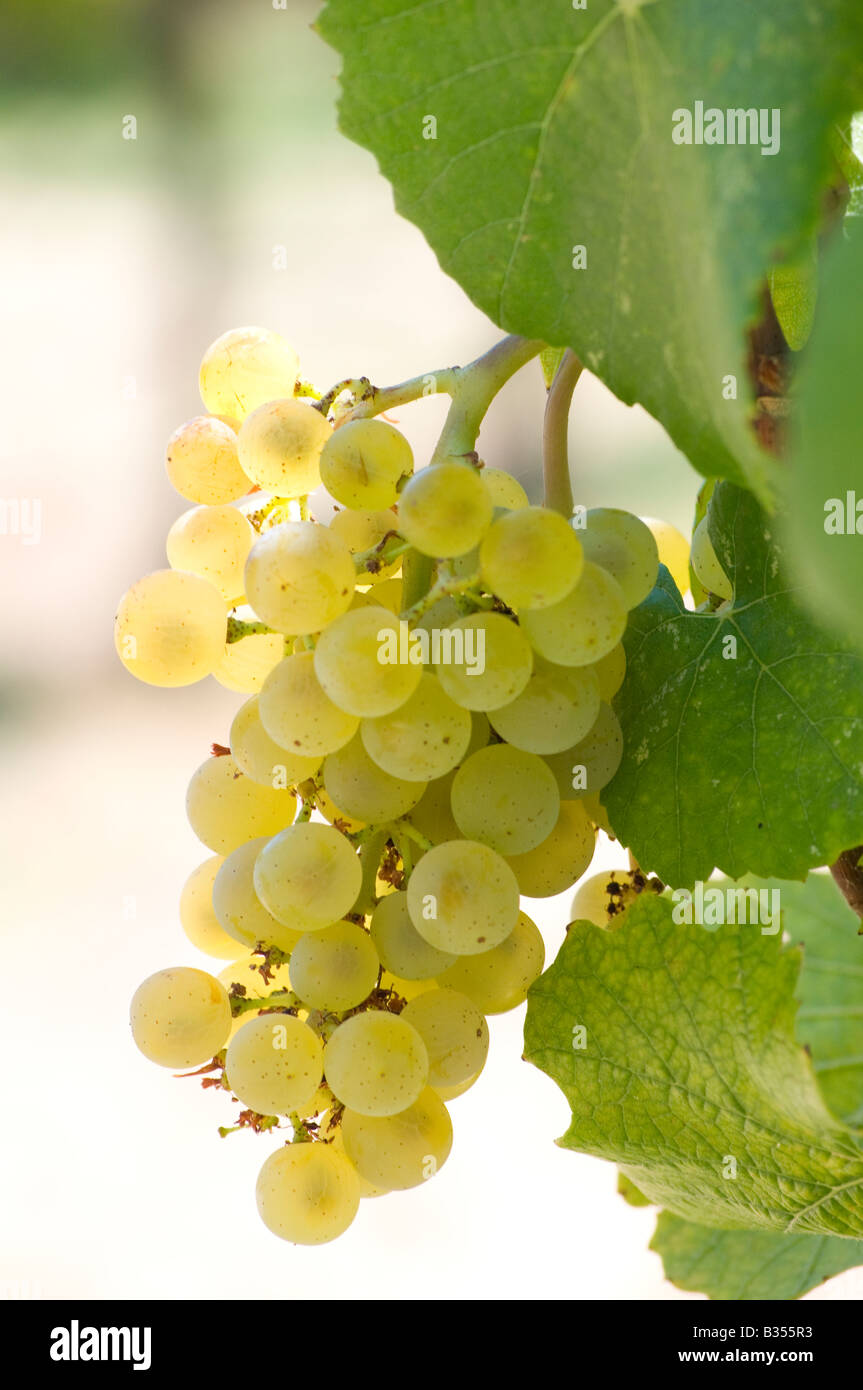 Semillon Grapes