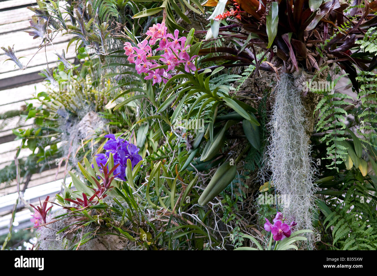 Vanda orchids and display hi-res stock photography and images - Alamy