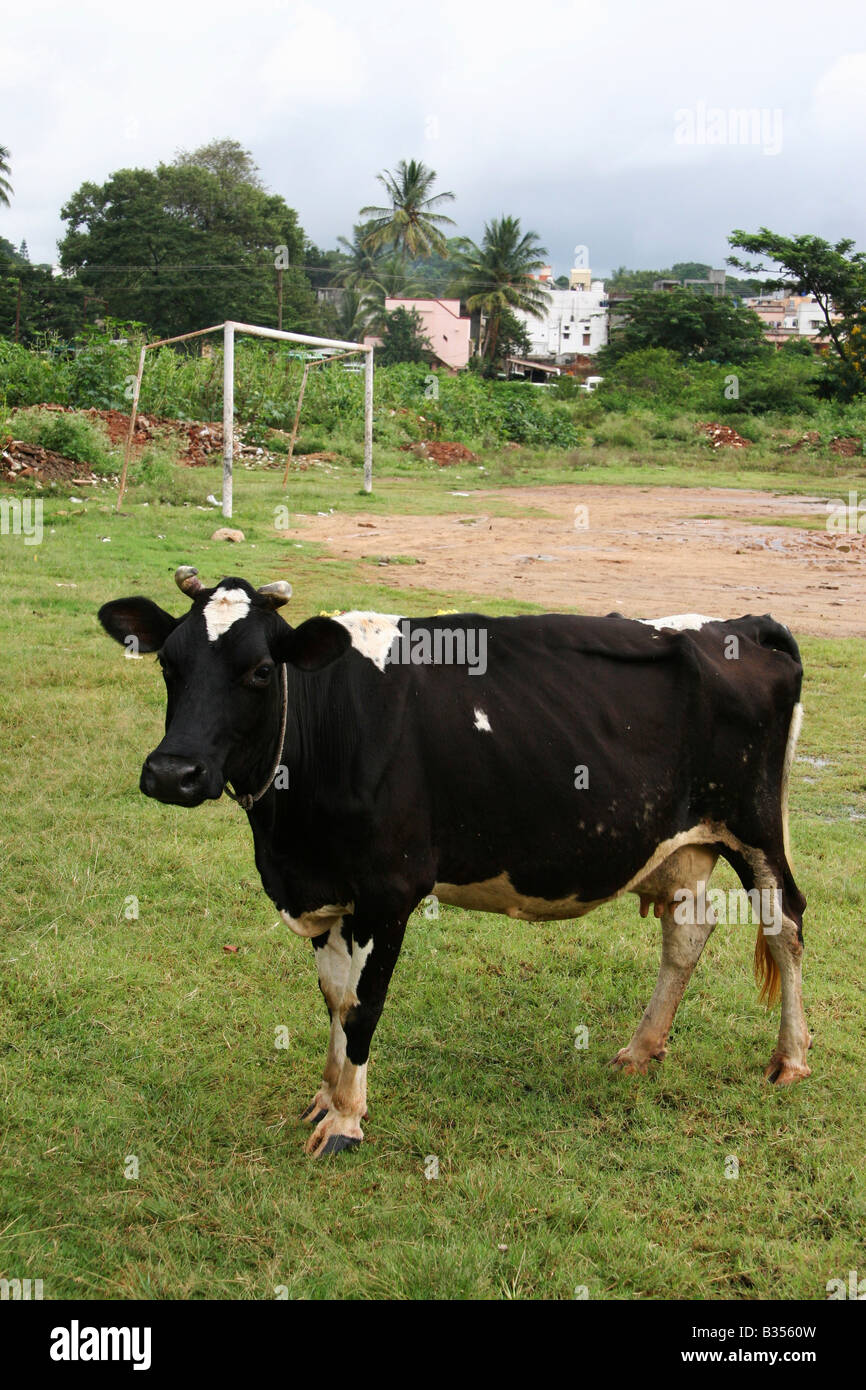 A cow stands on a football field in Mysore, India Stock Photo - Alamy