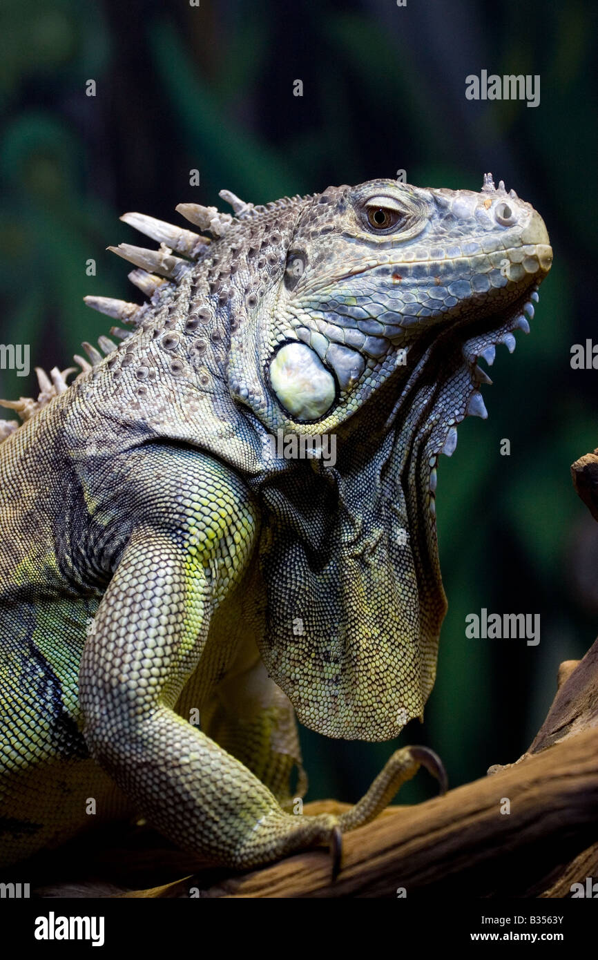Iguana skin hi-res stock photography and images - Alamy