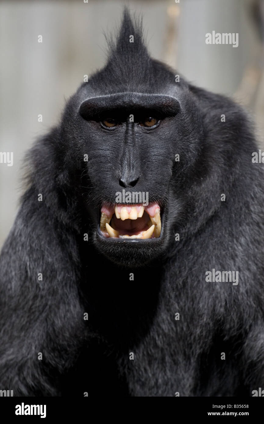 An aggressive monkey/ape with a mohican hairstyle baring his teeth at ...