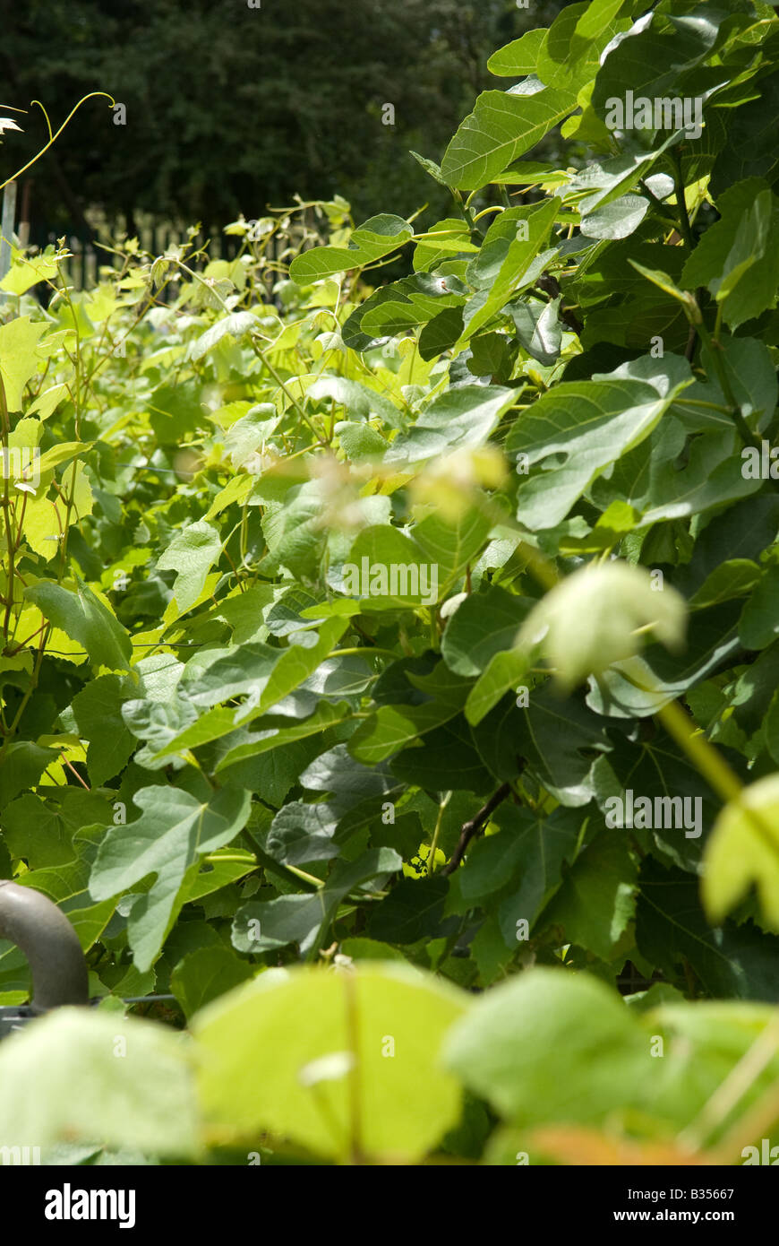 Overgrown greenery hi-res stock photography and images - Alamy