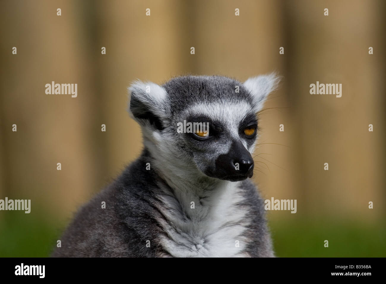 Dopey Face High Resolution Stock Photography and Images - Alamy