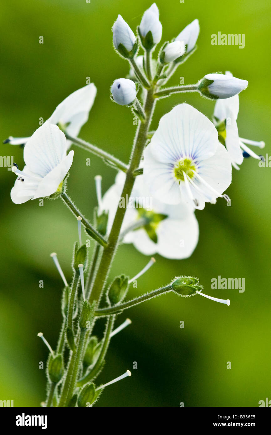 Veronica gentianoides hi-res stock photography and images - Alamy