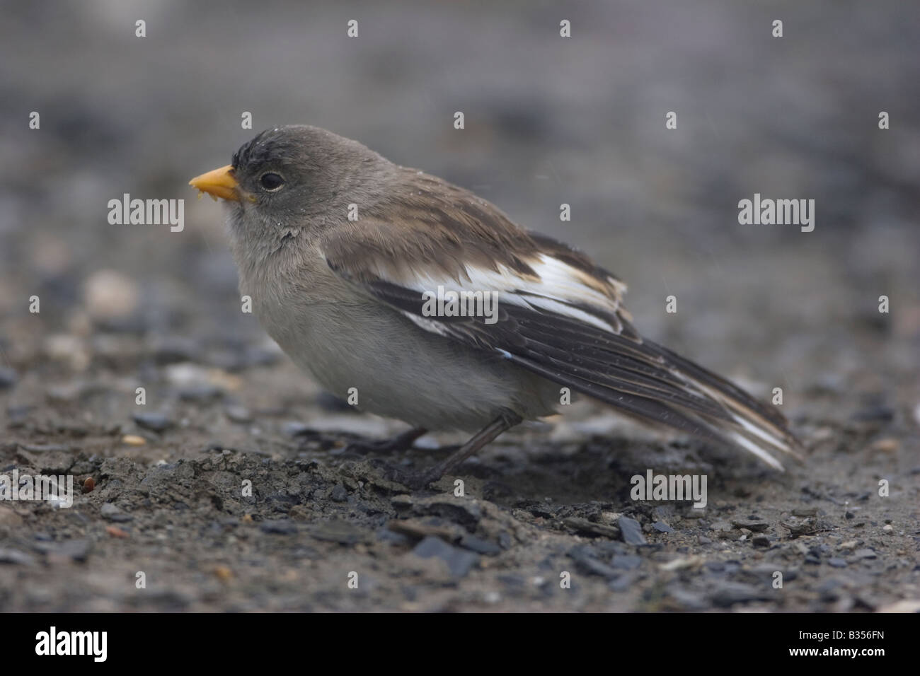 White winged snow finch hi-res stock photography and images - Alamy