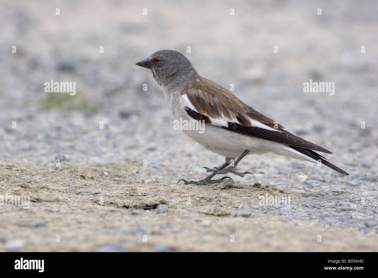 White winged snowfinches hi-res stock photography and images - Alamy