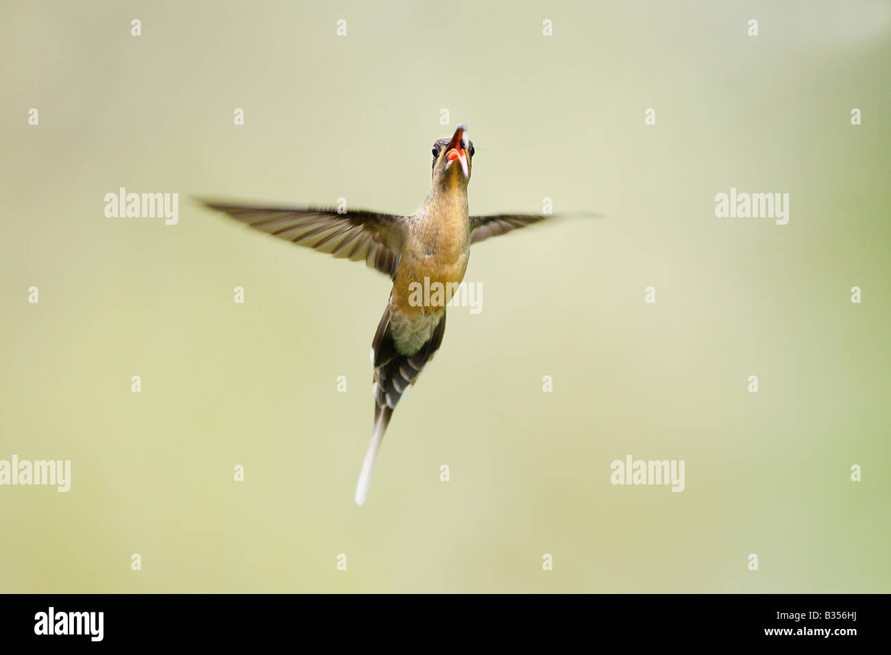 Long-tailed Hermit (Phaethornis superciliosus) in flight Stock Photo ...