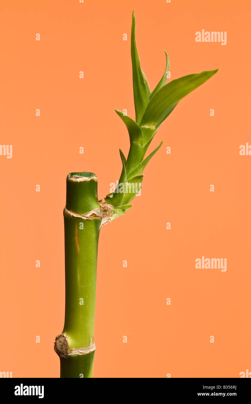 Close up of a bamboo sprouting a new set of leaves Stock Photo - Alamy