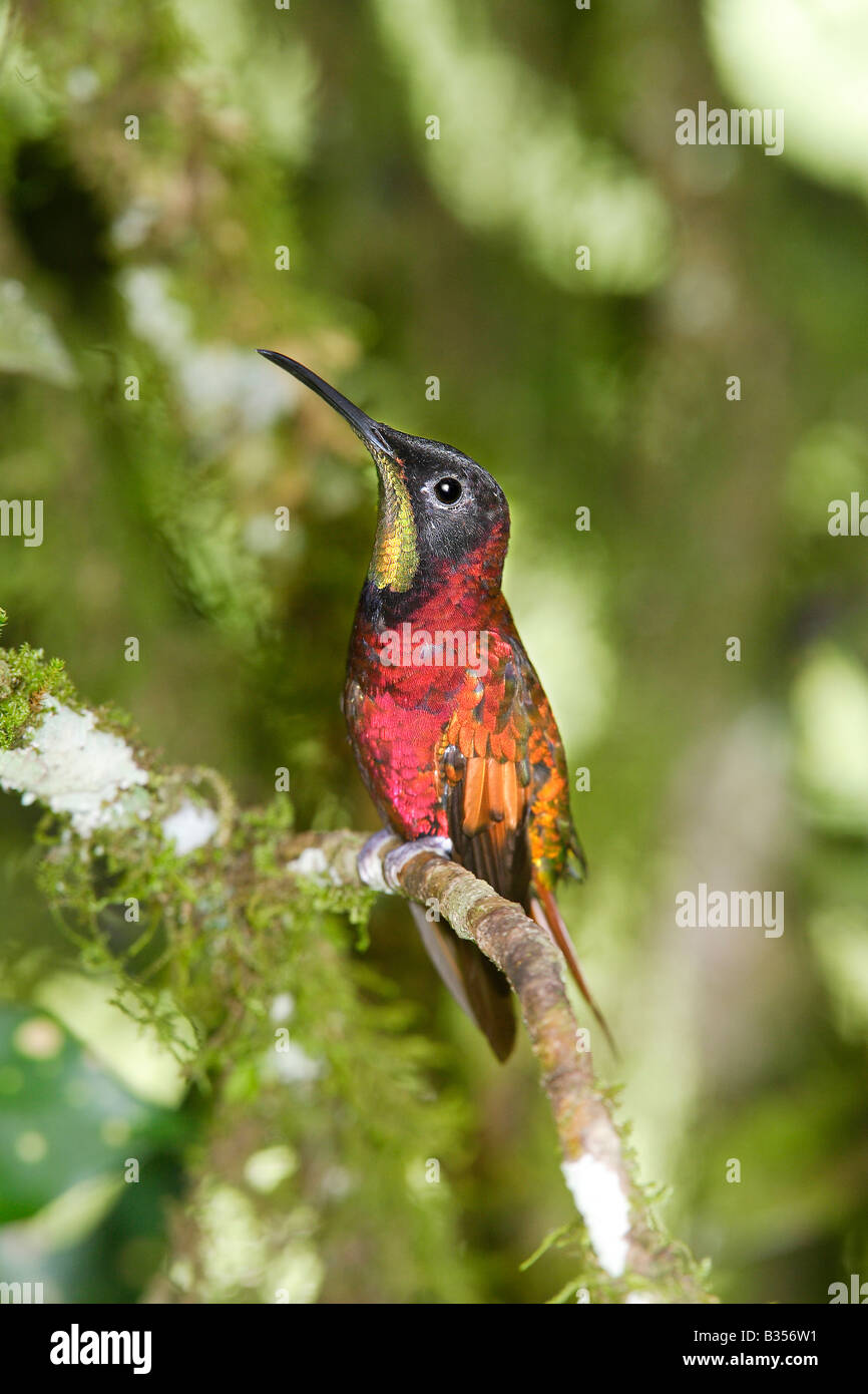 Male in eclipse hi-res stock photography and images - Alamy