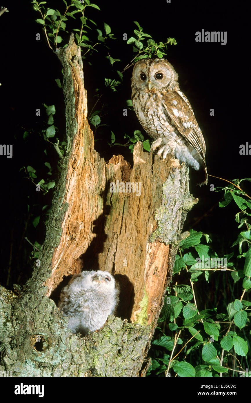 Tawny owl nest hi-res stock photography and images - Alamy