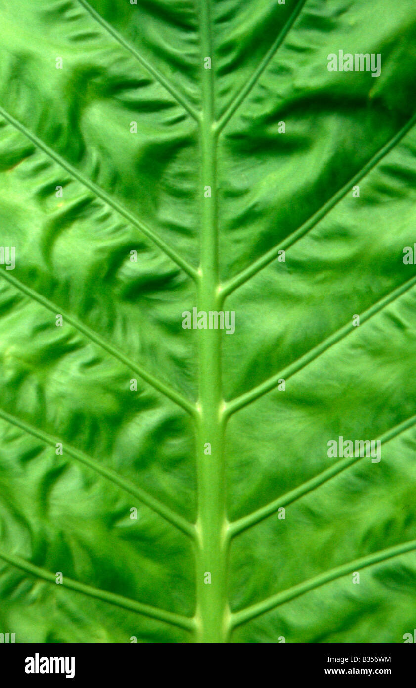 Symmetrical leaf veins texture hi-res stock photography and images - Alamy