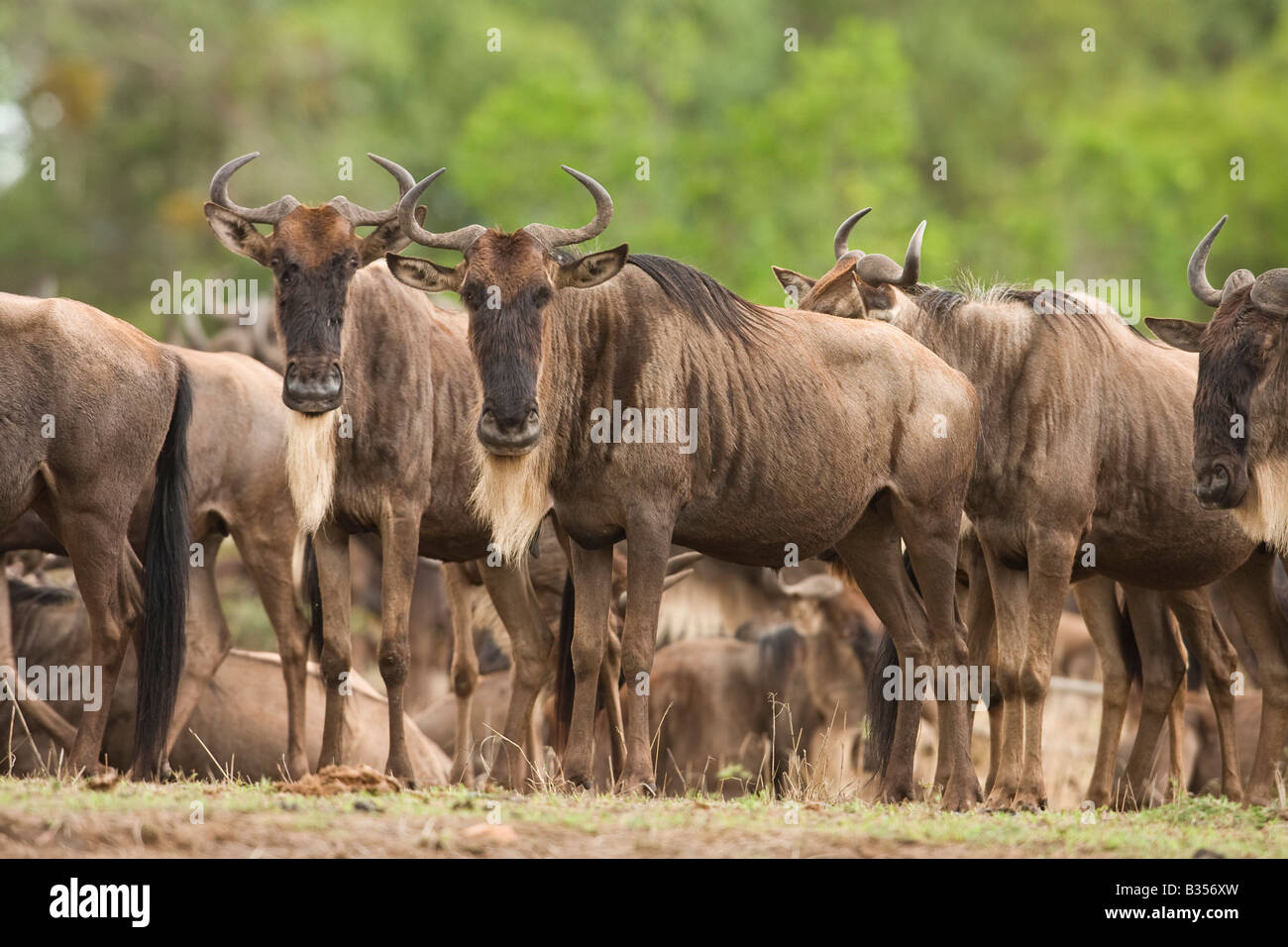 Connochaetes taurinus mearnsi hi-res stock photography and images - Alamy