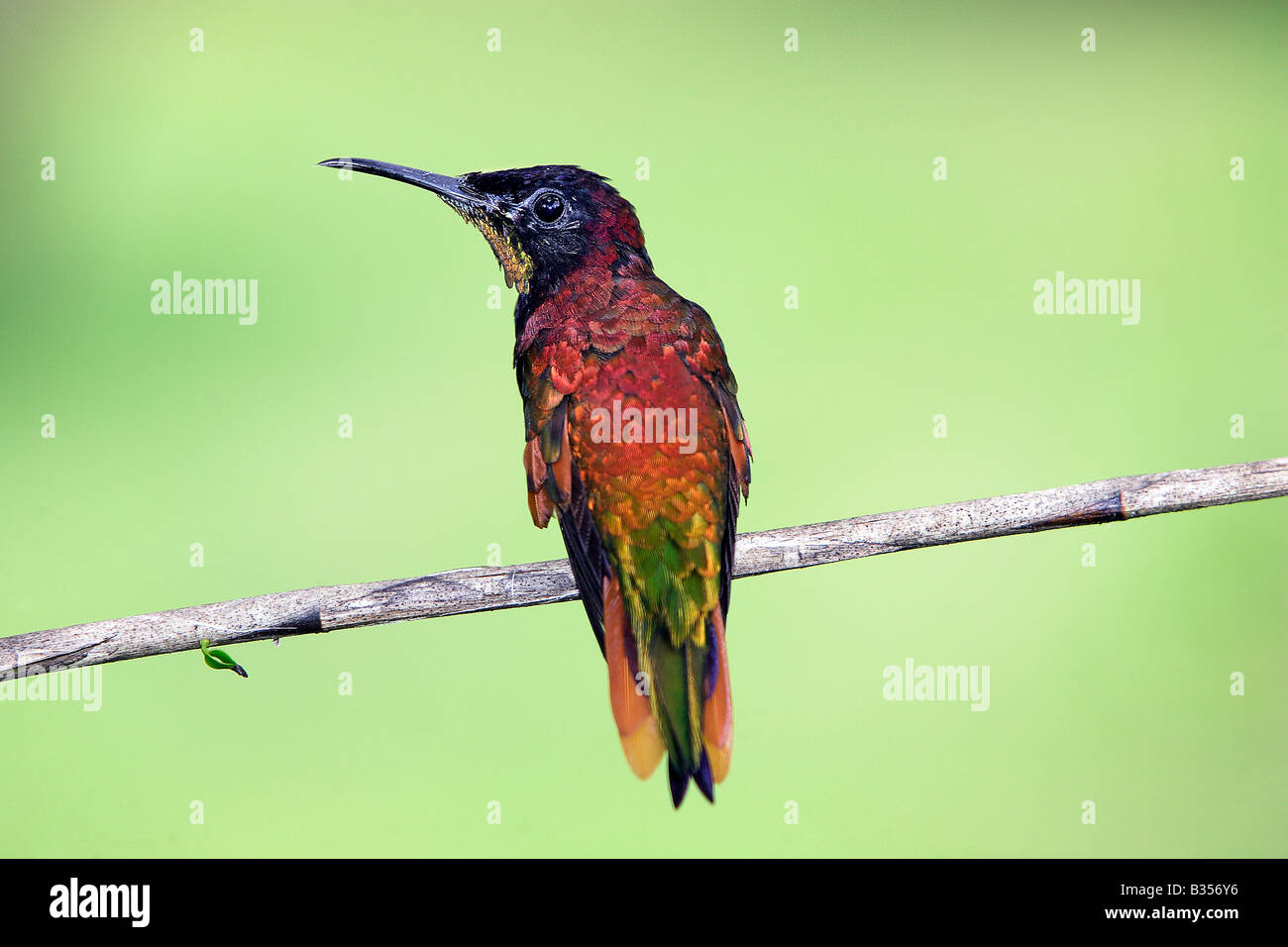 Crimson topaz hi-res stock photography and images - Alamy