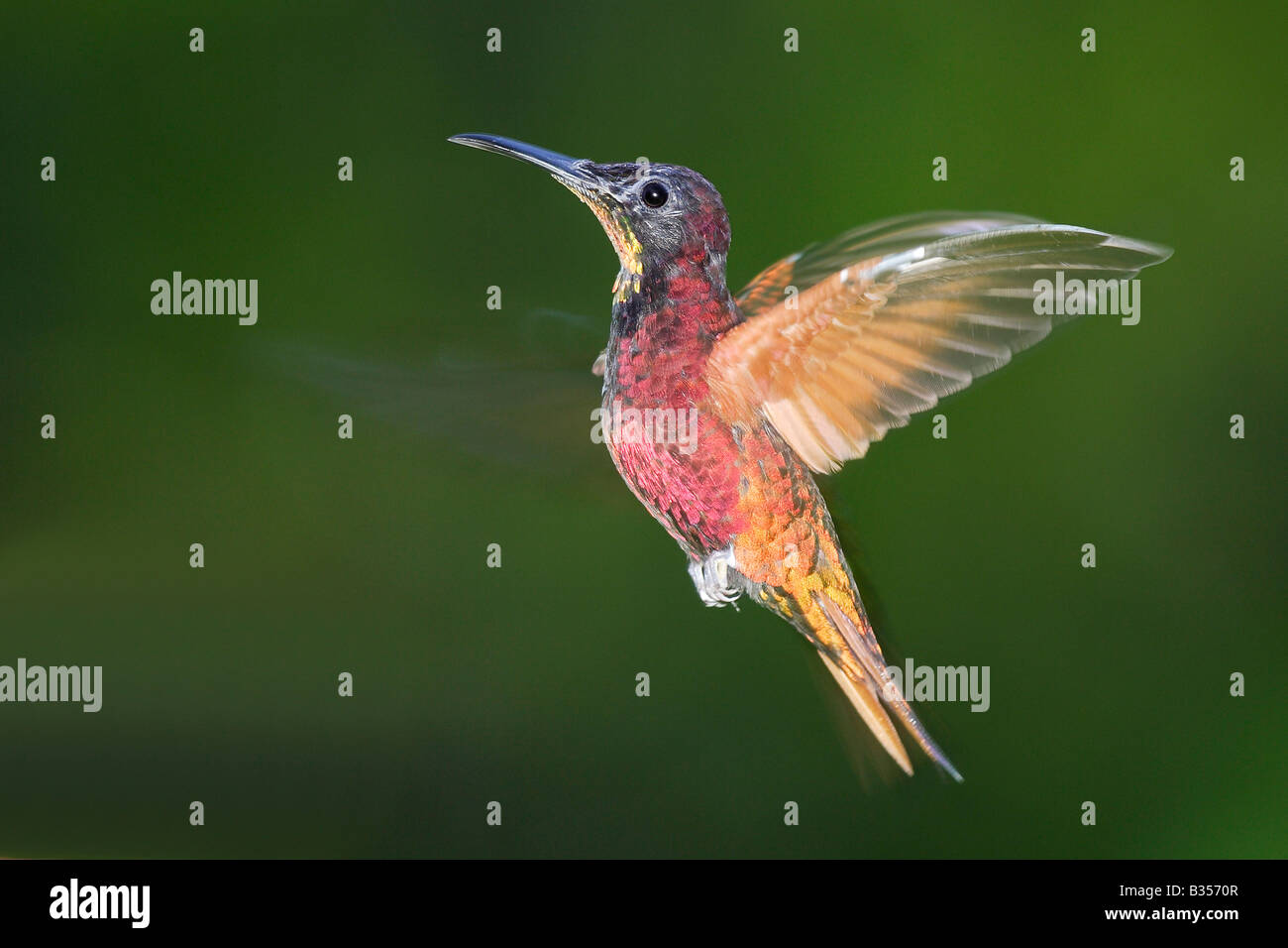 Crimson Topaz (Topaza pella), male eclipse plumage flying Stock Photo ...