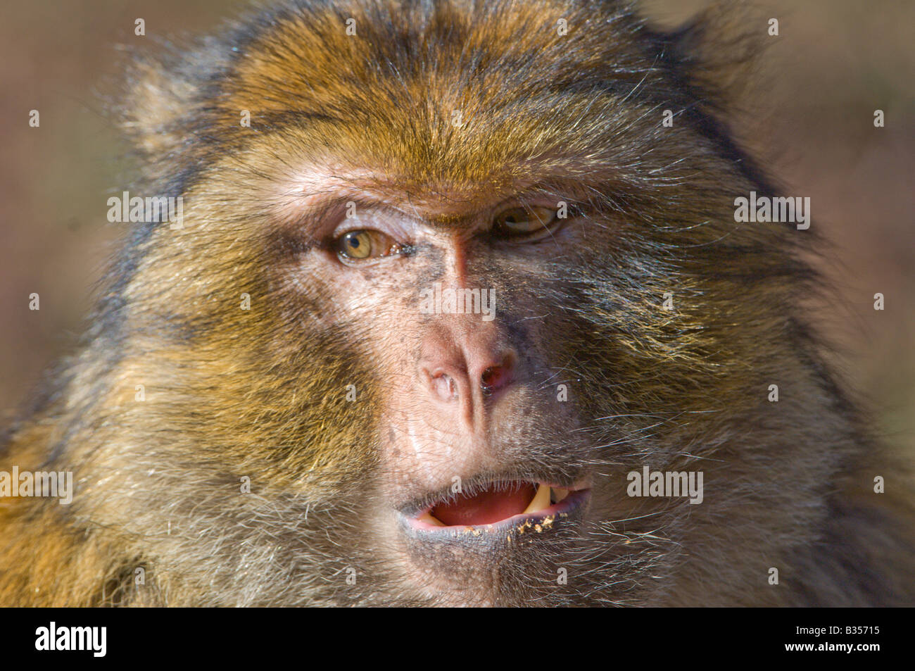 Angry macaque hi-res stock photography and images - Alamy