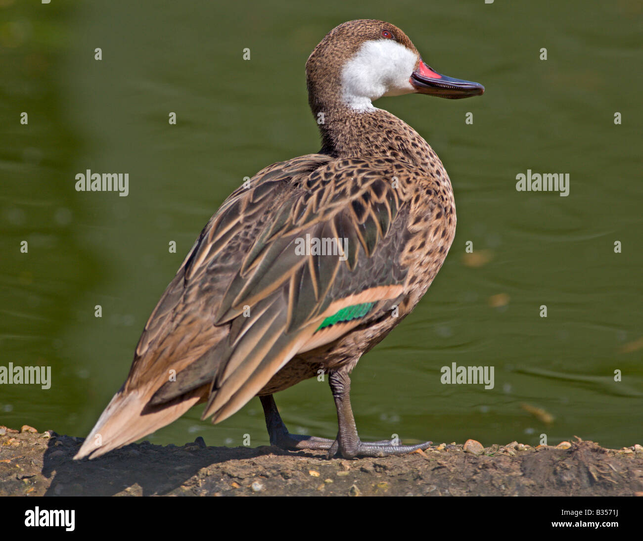 White Cheeked Pintail duck (Anas Bahamensis), also known as a Bahama ...