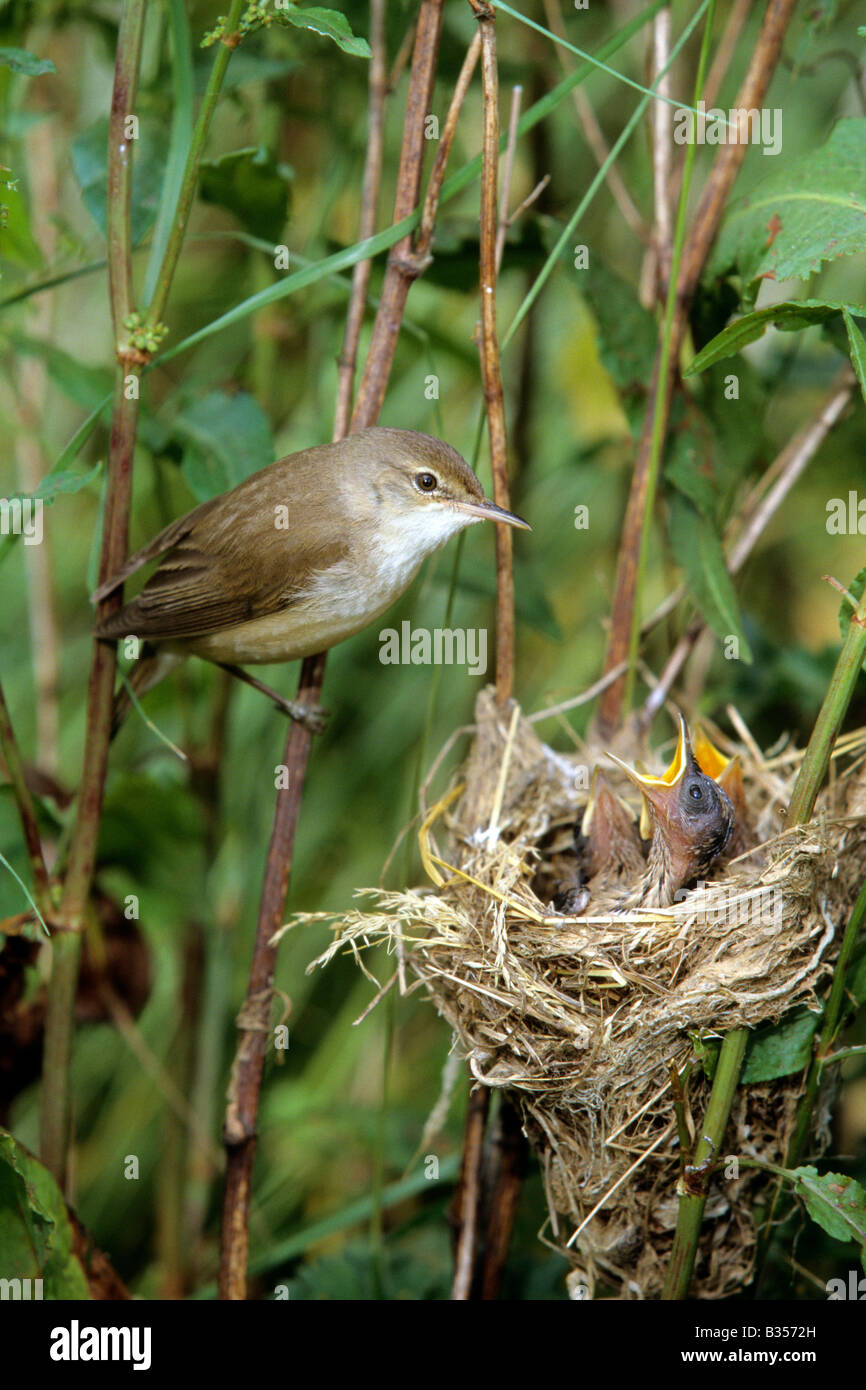 Warbler nest hi-res stock photography and images - Alamy