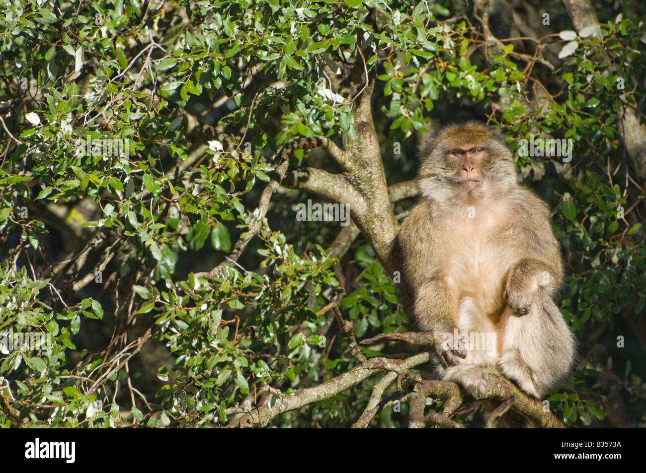 Barbary Macaque (Macacca sylvanus) in the cedar forest, Ifrane natural ...