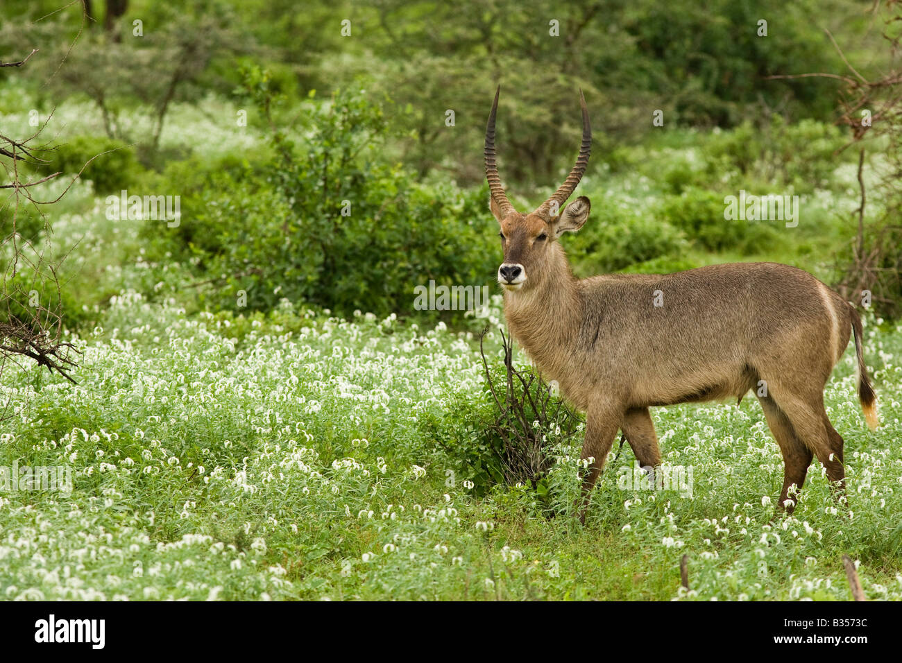 Waterbuck (Kobus ellipsiprymnus Stock Photo - Alamy