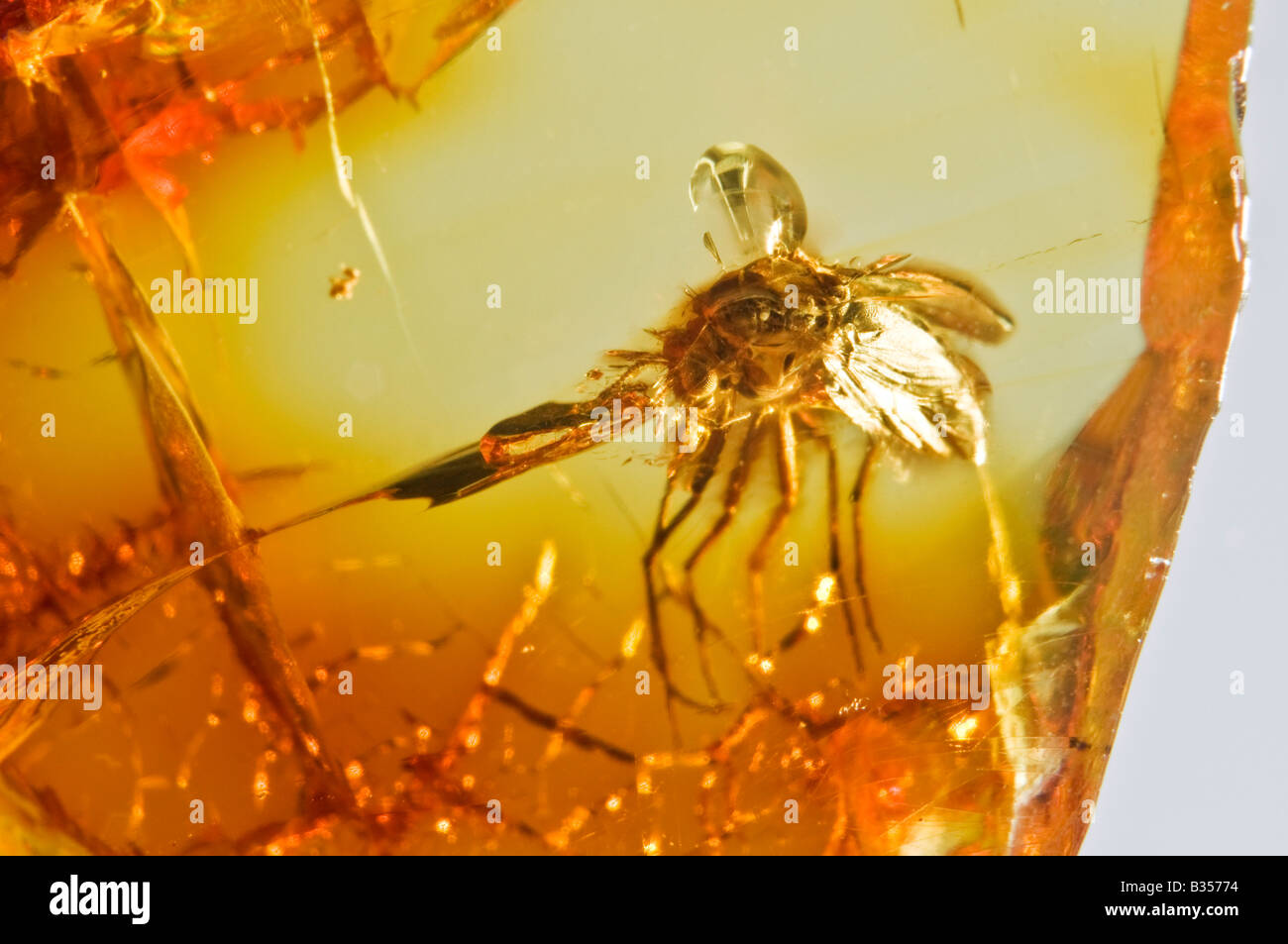 Prehistoric Fly in Baltic Amber (from Lithuania Stock Photo - Alamy